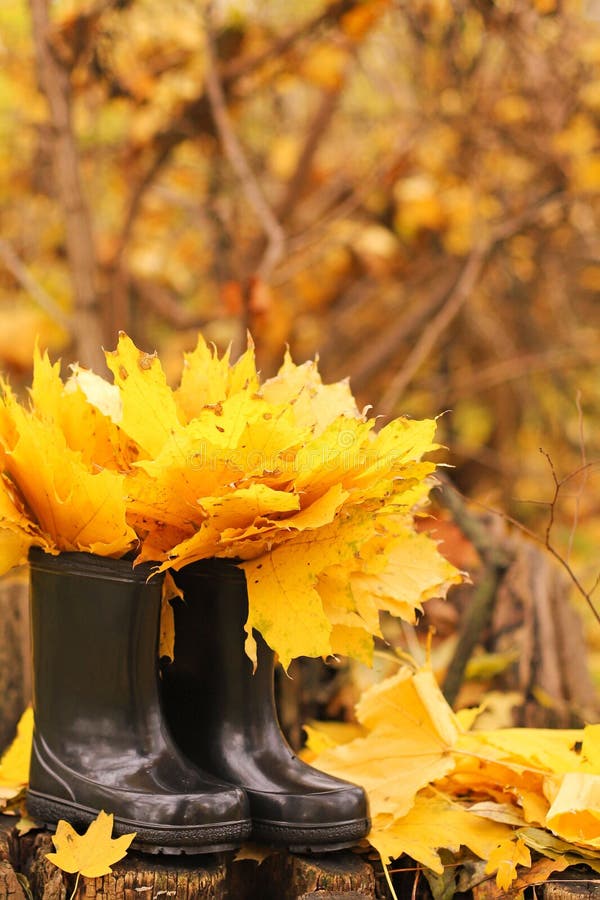 Autumn Bouquet of Yellow Maple Leaves in Rubber Boot, Fall Composition ...