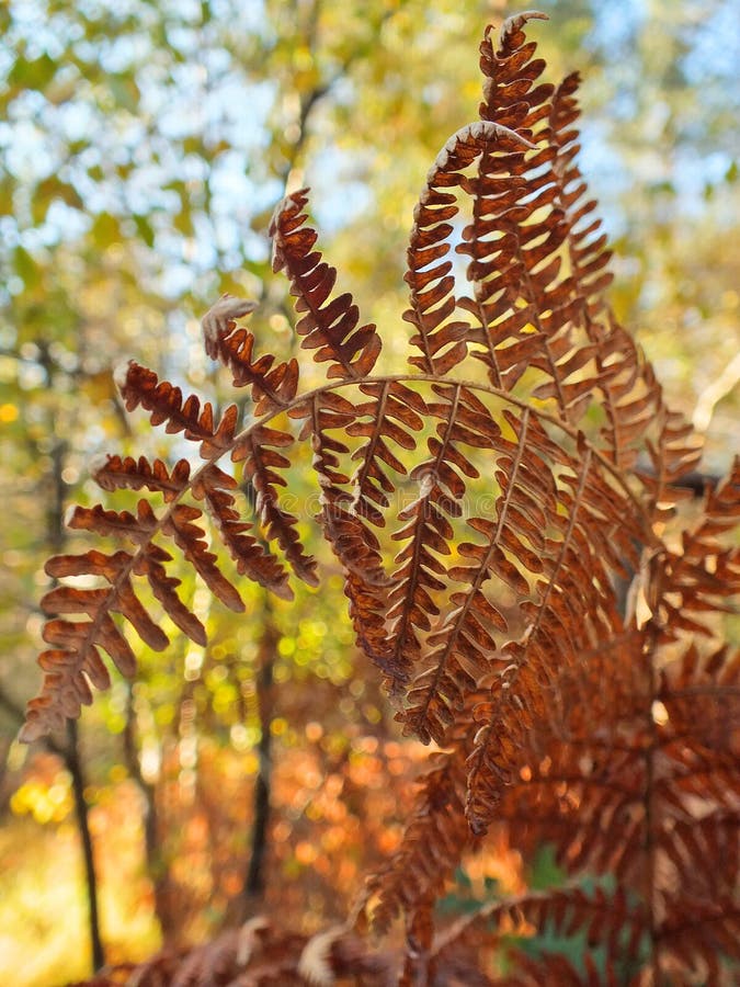Autumn Bracken stock photo. Image of environmental, life - 21672728