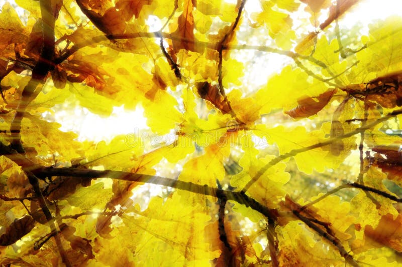 Autumn branch stock image. Image of decor, forest, maple - 16611075