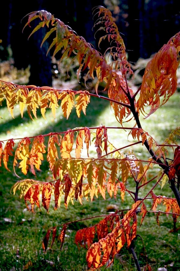 Autumn branch stock image. Image of early, filtered, backyard - 7614553
