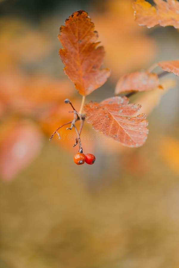 Autumn Branch with Bright Leaves Stock Photo - Image of meadow, branch ...