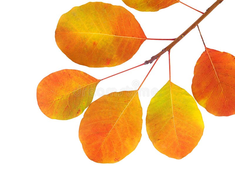 Autumn Branch with Colorful Leaves Stock Photo - Image of green, leaf ...