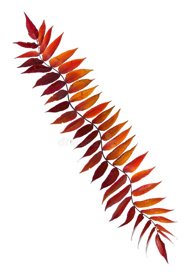 Autumn Branch stock image. Image of decoration, abstract - 32833993
