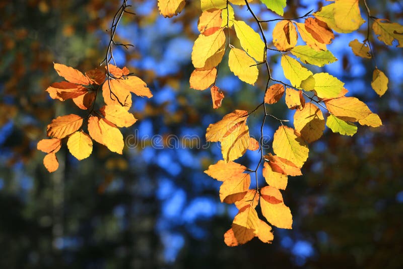 Autumn branch in forest stock image. Image of fall, dark - 143153301