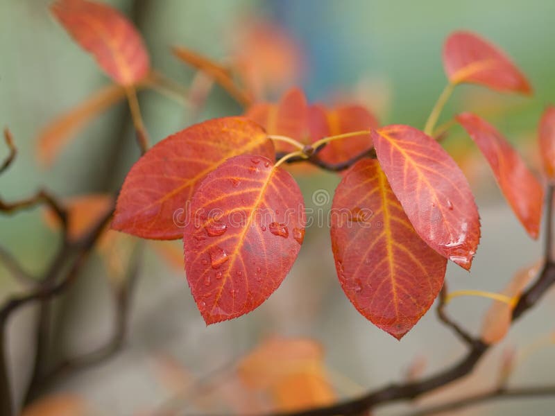 Autumn branch of tree stock image. Image of outdoors - 11553845