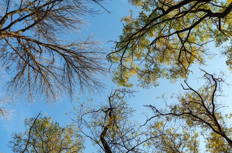 Autumn Branches of Deciduous Trees Stock Image - Image of tree ...