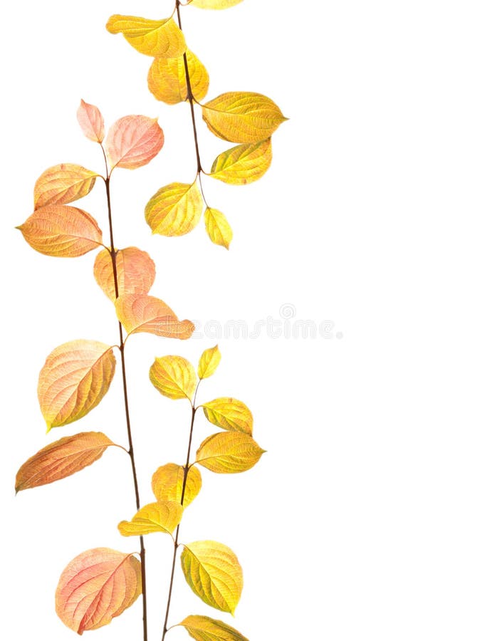 Autumn Branches and Leaves Border Stock Image - Image of branches ...