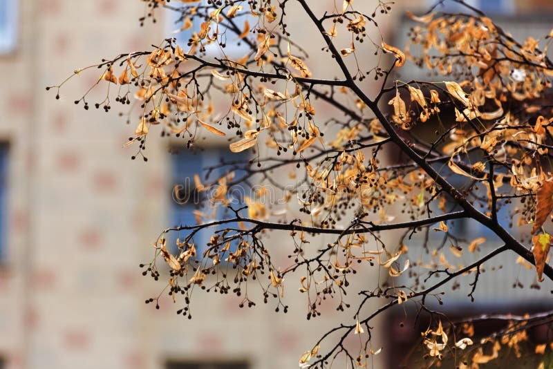 The Branches of the Lime Trees with Yellow Leaves Backlit Stock Photo ...