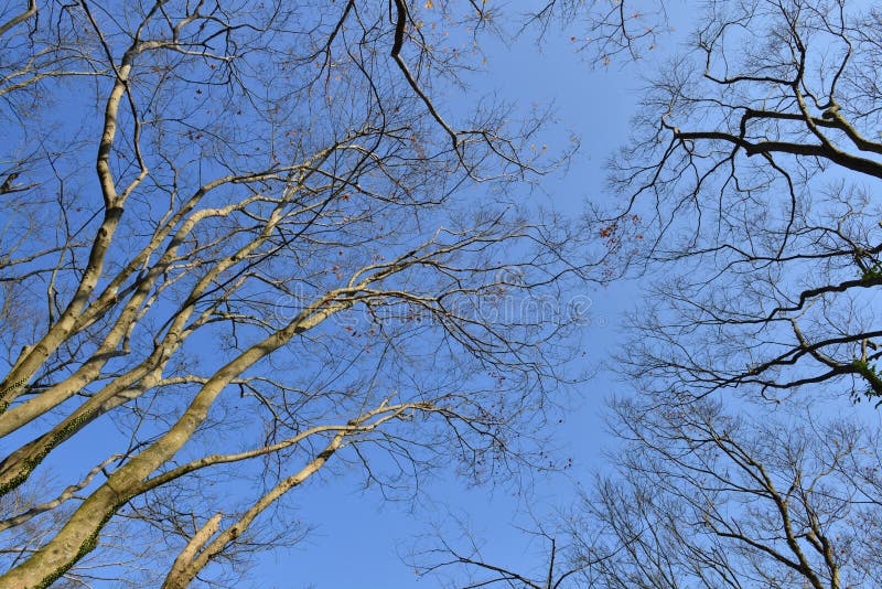 Autumn Branches of Trees Against the Sky Stock Image - Image of ...