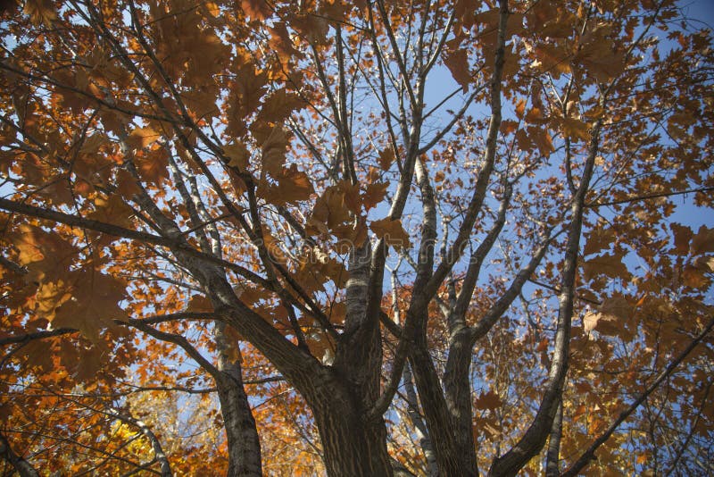 Autumn branches on trees stock image. Image of herb, wood - 94296611