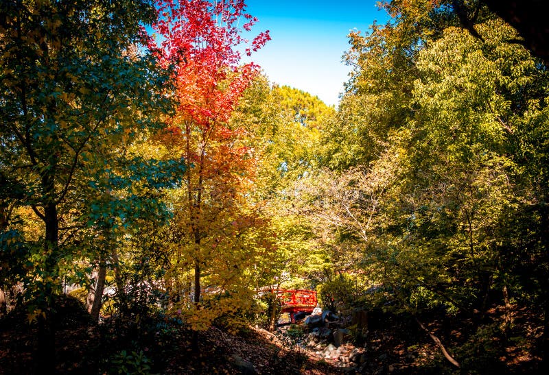Autumn Bridge stock image. Image of forest, hidden, landscape - 125299129
