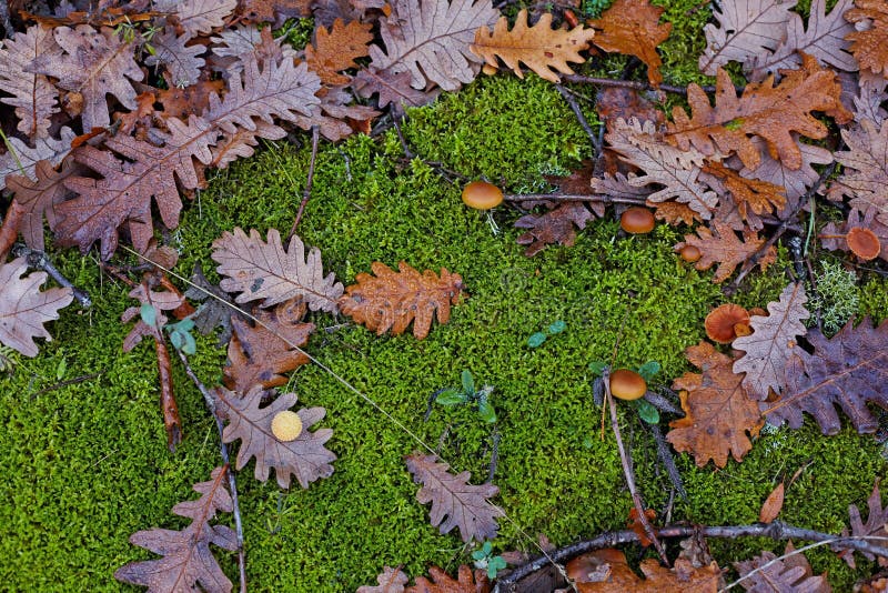 Autumn.Bright Colored Oak Leaves and Mushrooms on a Moss Background ...