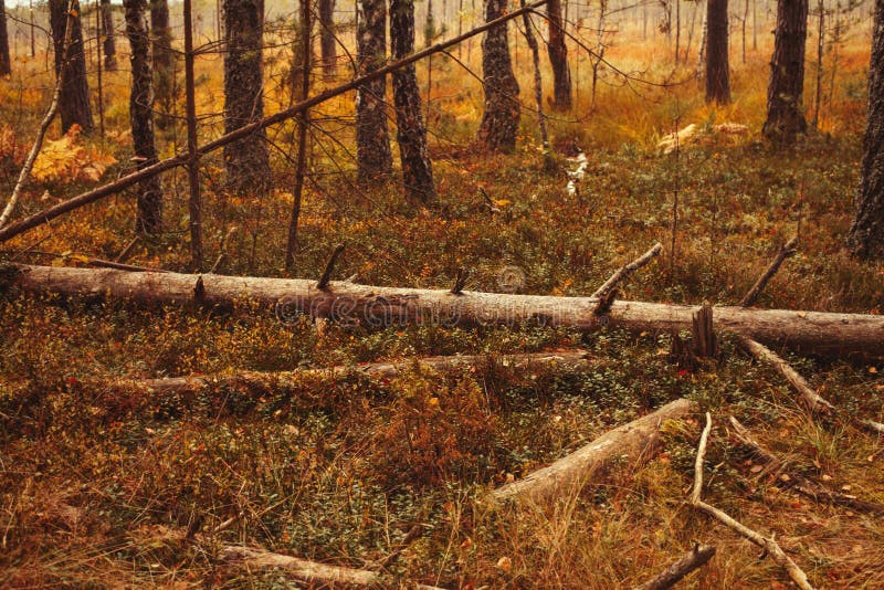 Autumn Bright Forest with Falling Leaves and Tree Stock Photo - Image ...