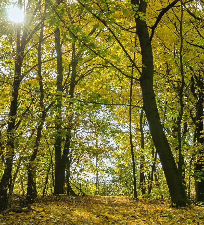 Autumn bright forest stock photo. Image of beautiful - 98109886