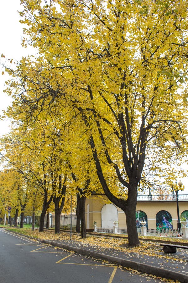 Moscow warm October 2018 editorial stock photo. Image of bicycle ...