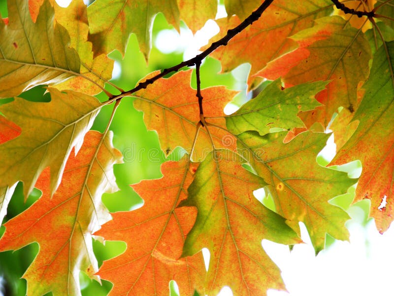 Autumn bright light stock photo. Image of deep, grove - 3124648