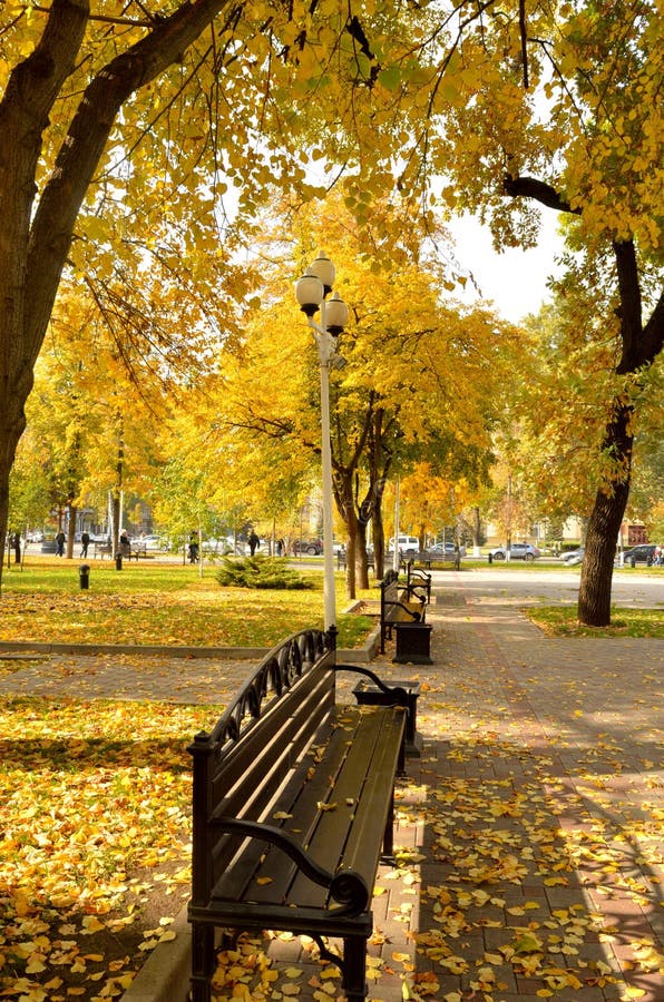 Autumn stock photo. Image of bright, yellow, benches - 74065208