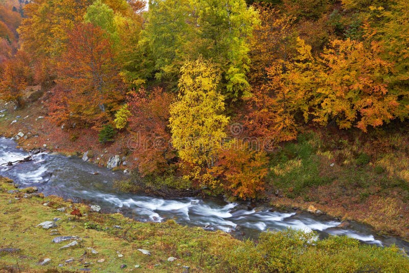 Autumn brook stock photo. Image of beautiful, forest - 16483246
