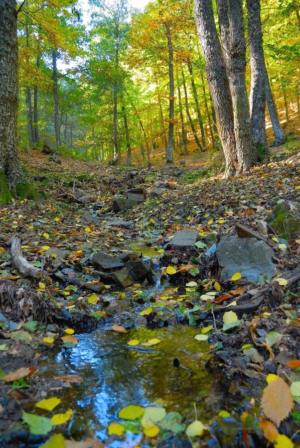 Autumn brown stock photo. Image of natura, landscapes - 18039034