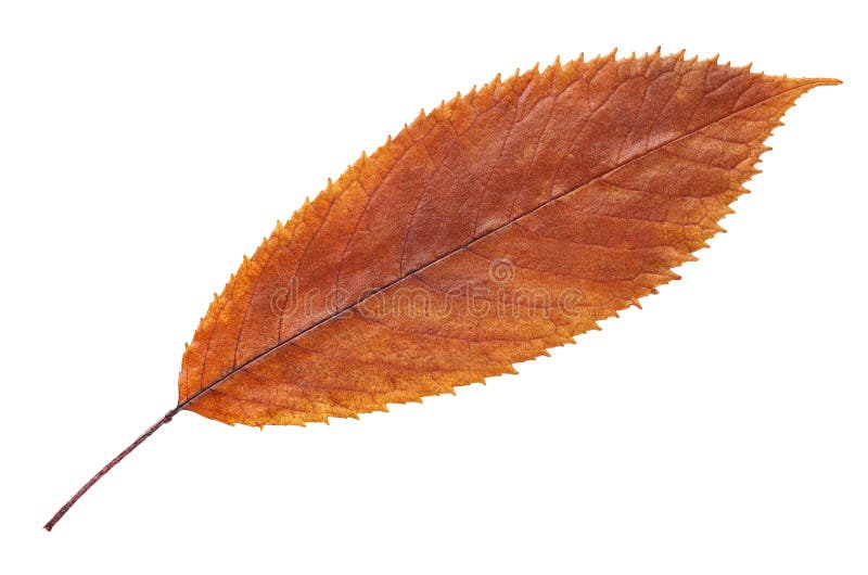 Autumn Brown Fall Leaf Isolated on White, Way in Path Stock Photo ...