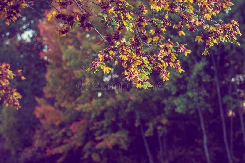 Autumn Brown Nature Scene with Yellow Leaves Stock Photo - Image of ...