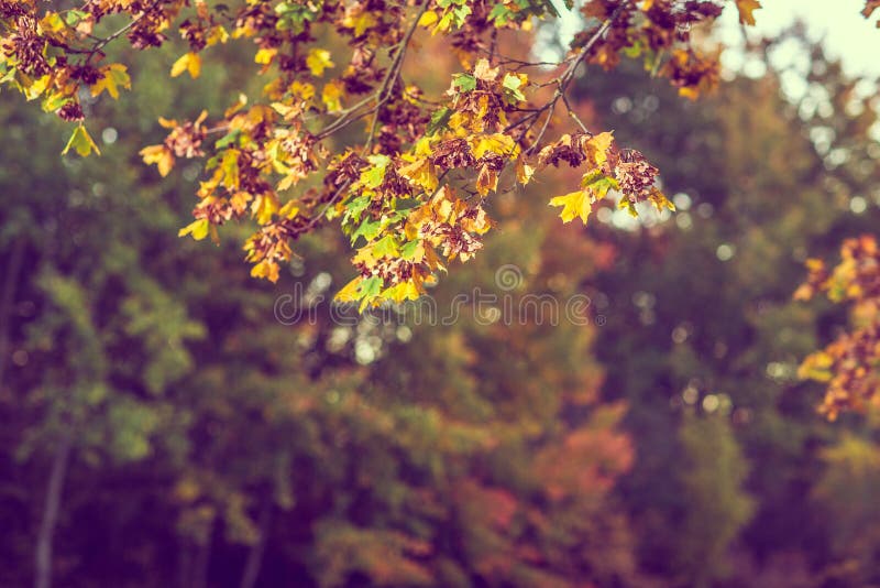Autumn Brown Nature Scene with Yellow Leaves Stock Image - Image of ...