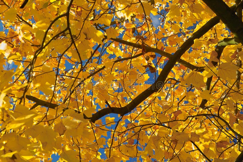 Autumn brunch stock photo. Image of decoration, harvest - 308686