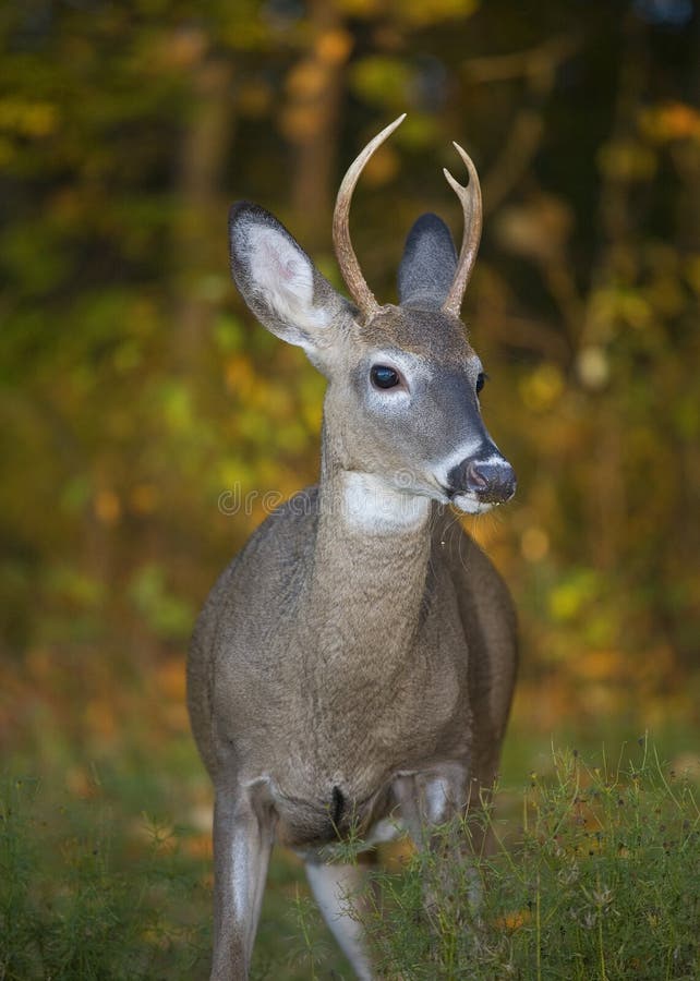 Proud Buck stock photo. Image of stag, male, buck, field - 28424