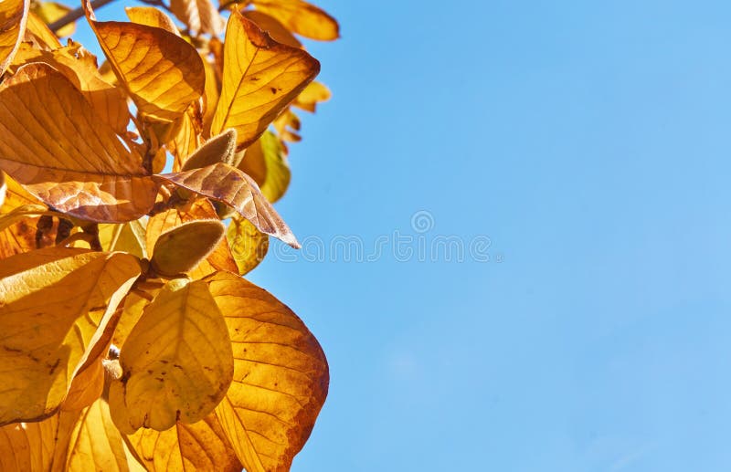 Autumn Bud and Leave in Beautiful Clear Blue Sky. Stock Image - Image ...