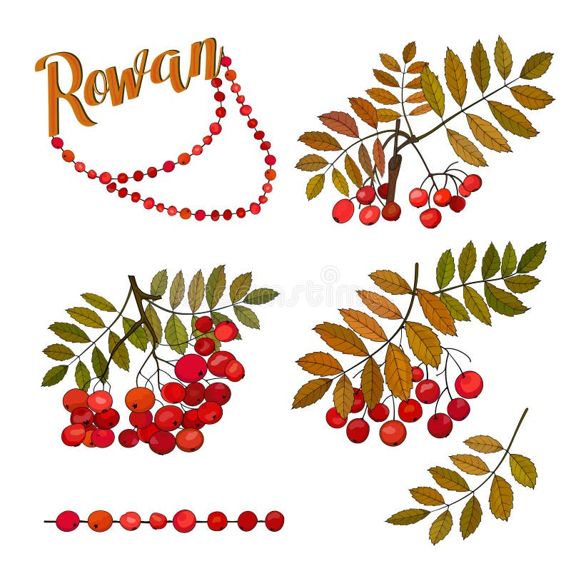 Autumn Bunches of Rowan Berries on the Sprigs with Leaves and Rowan ...