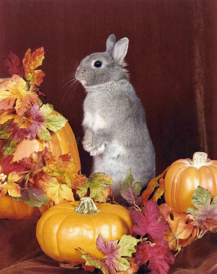 Autumn Bunny Sitting in the Leaves and Pumpkins Stock Image - Image of ...