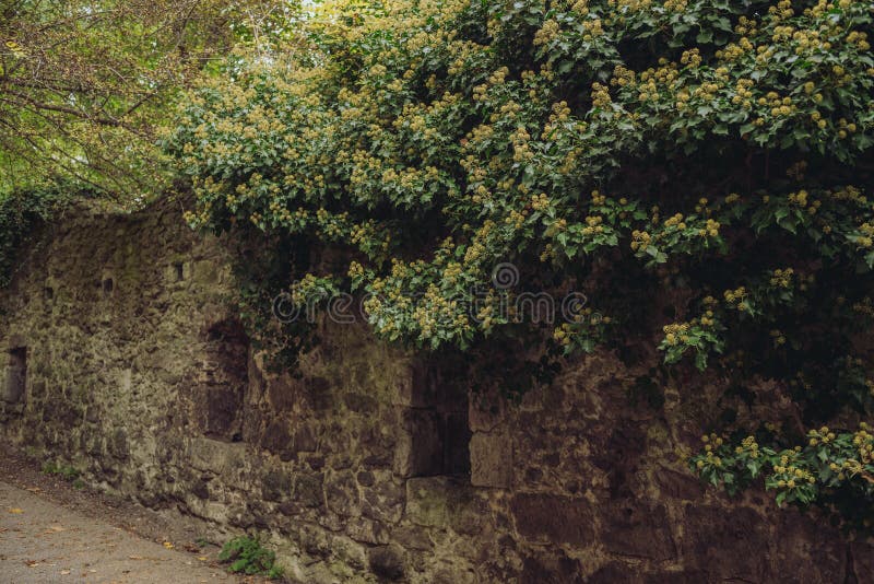 Autumn Bush Blooming on a Medieval Fence on a Sunny Fall Day Stock ...