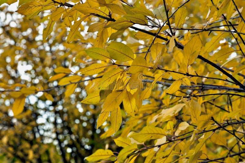 Autumn Bush with Bright Yellow Leaves Stock Photo - Image of bush ...