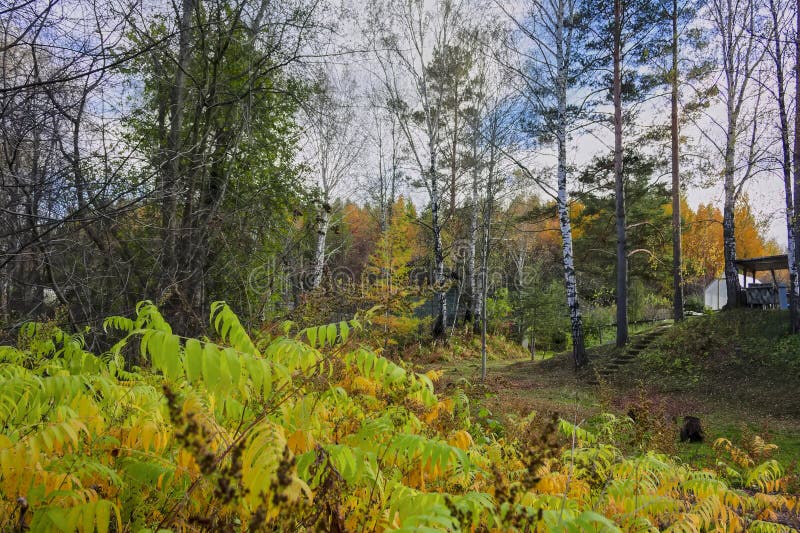 Autumn Bush Leaves Scene. Yellow Autumn Leaves Close Up Stock Photo ...