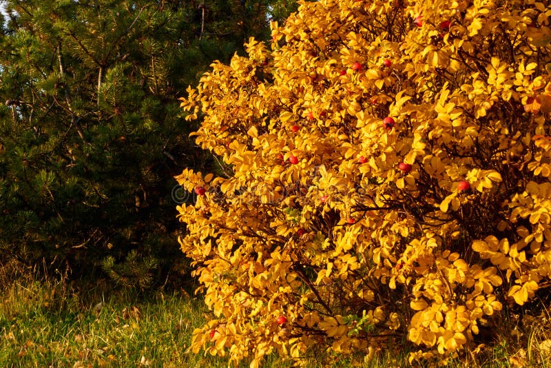 Autumn bush stock photo. Image of sunny, fall, nature - 69789486