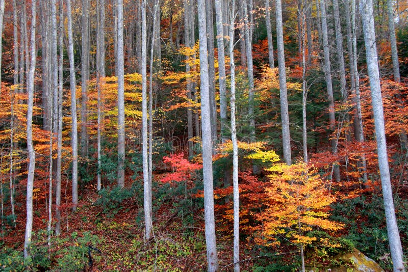 Autumn bushes stock image. Image of landscape, beautiful - 26774339