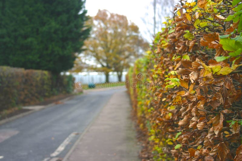 Autumn Bushes stock photo. Image of blur, path, trees - 47477518