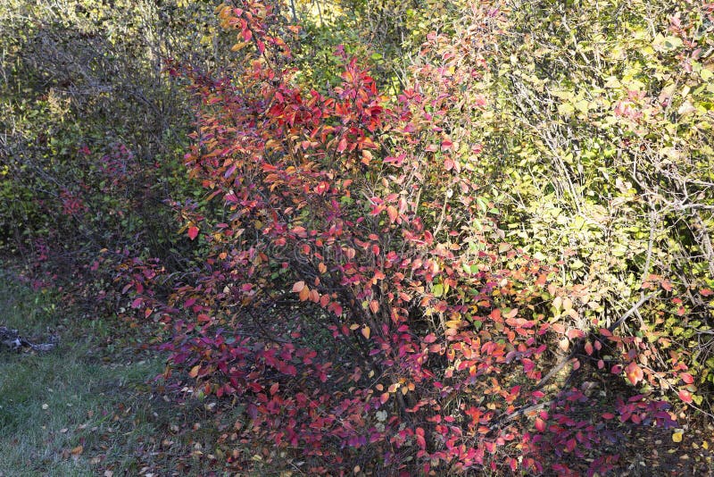 The Autumn Bushes in the Park Stock Photo - Image of bush, autumn ...