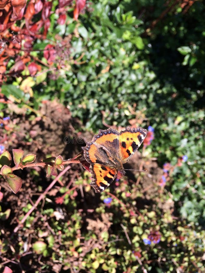 Autumn Butterfly (60216195) Stock Image - Image of 60216195, autumn ...