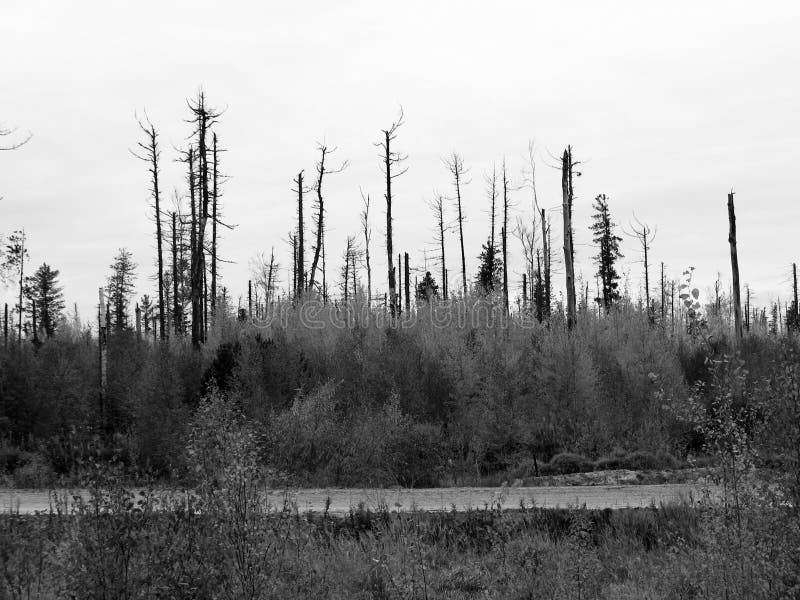 Autumn BW stock photo. Image of pine, taiga, needle, hummock - 3641254