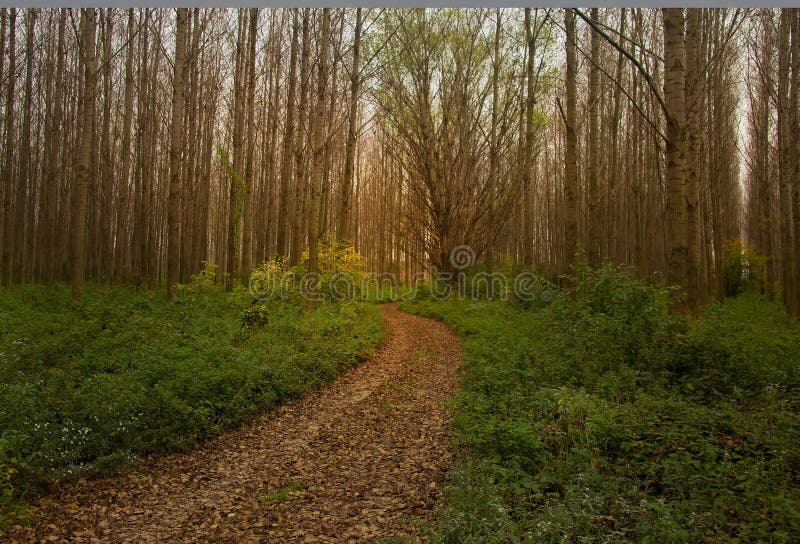 Autumn Bypath through Forest Stock Photo - Image of forest, grass: 46917094