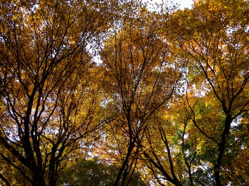 Autumn Canopy stock photo. Image of fall, colours, beautiful - 45166558