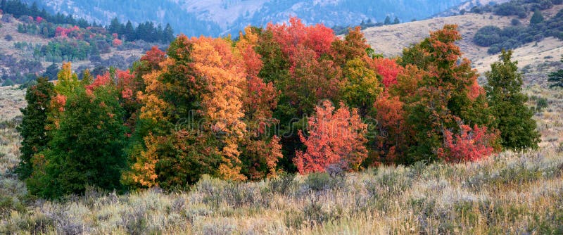Autumn Canyon Maples at Malad Summit Stock Photo - Image of mountains ...