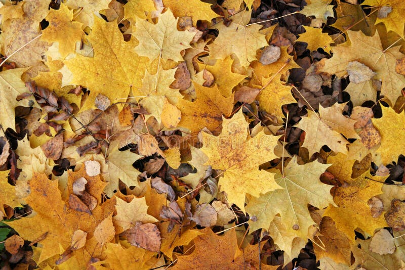 Autumn carpet stock photo. Image of mood, ground, carpet - 15078370