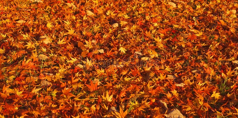 Red maple leaves stock image. Image of maple, season, autumn - 372069