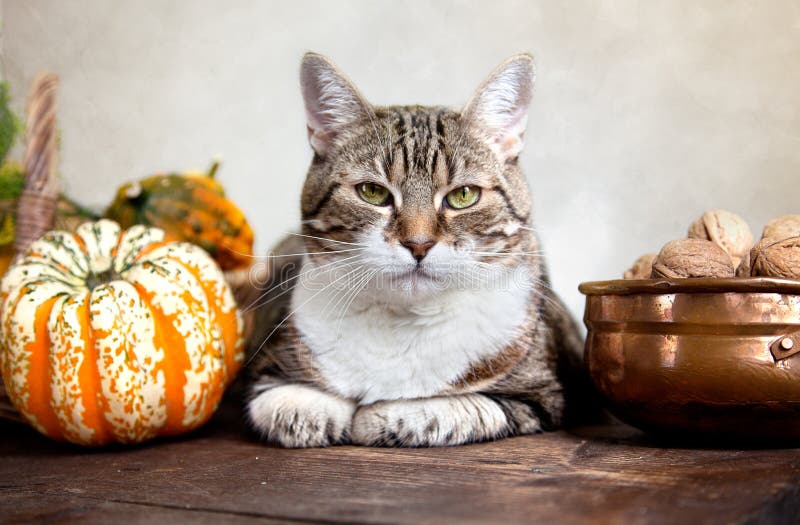 Autumn Cat stock image. Image of life, domestic, housecat - 21581457