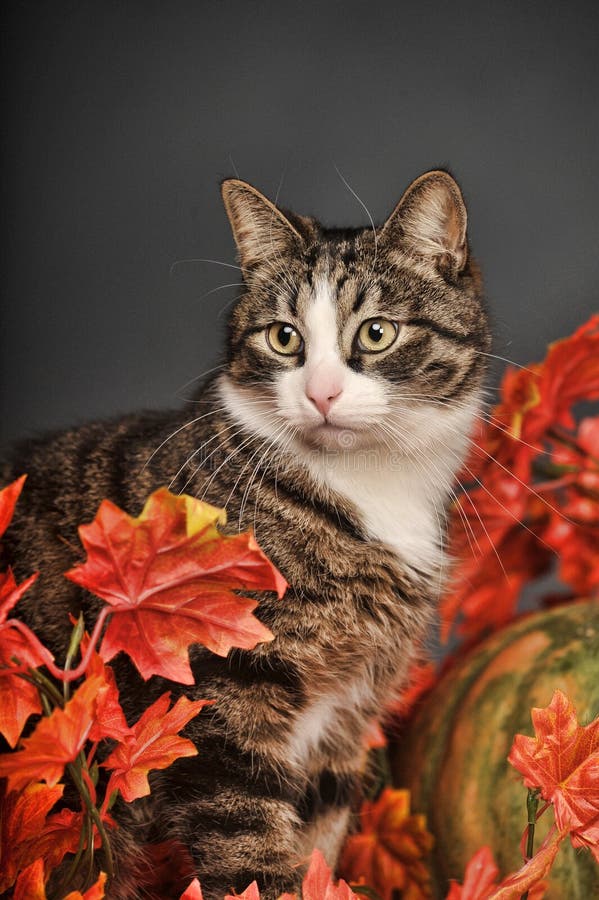 Autumn cat stock photo. Image of botany, cute, closeups - 34658608