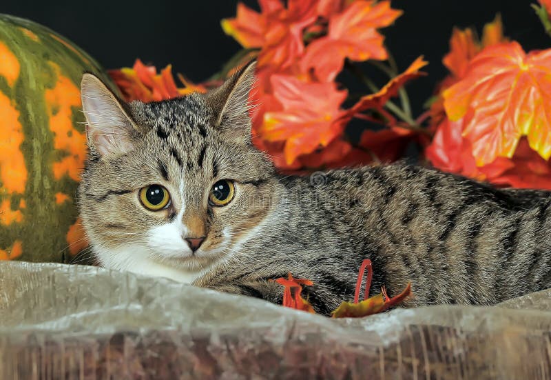 Autumn cat with pumpkin stock image. Image of color, fluffy - 36449477
