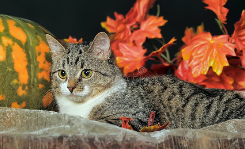 Autumn cat with pumpkin stock image. Image of beauty - 36449509