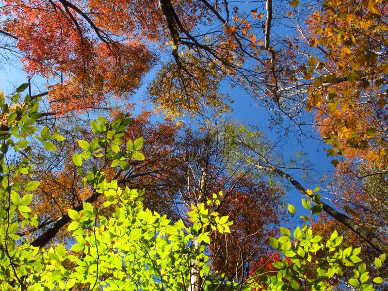 Autumn Ceiling in the Forest Stock Photo - Image of tennessee, ceiling ...